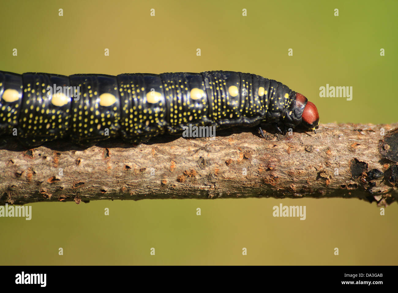 Gelbe und schwarze raupe mit punkte -Fotos und -Bildmaterial in hoher ...