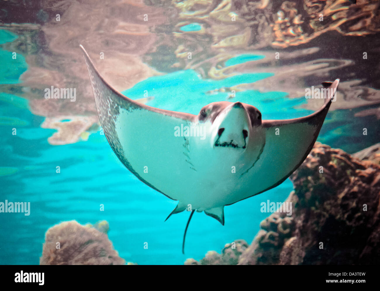 Gefleckter adlerrochen aetobatus narinari -Fotos und -Bildmaterial in ...