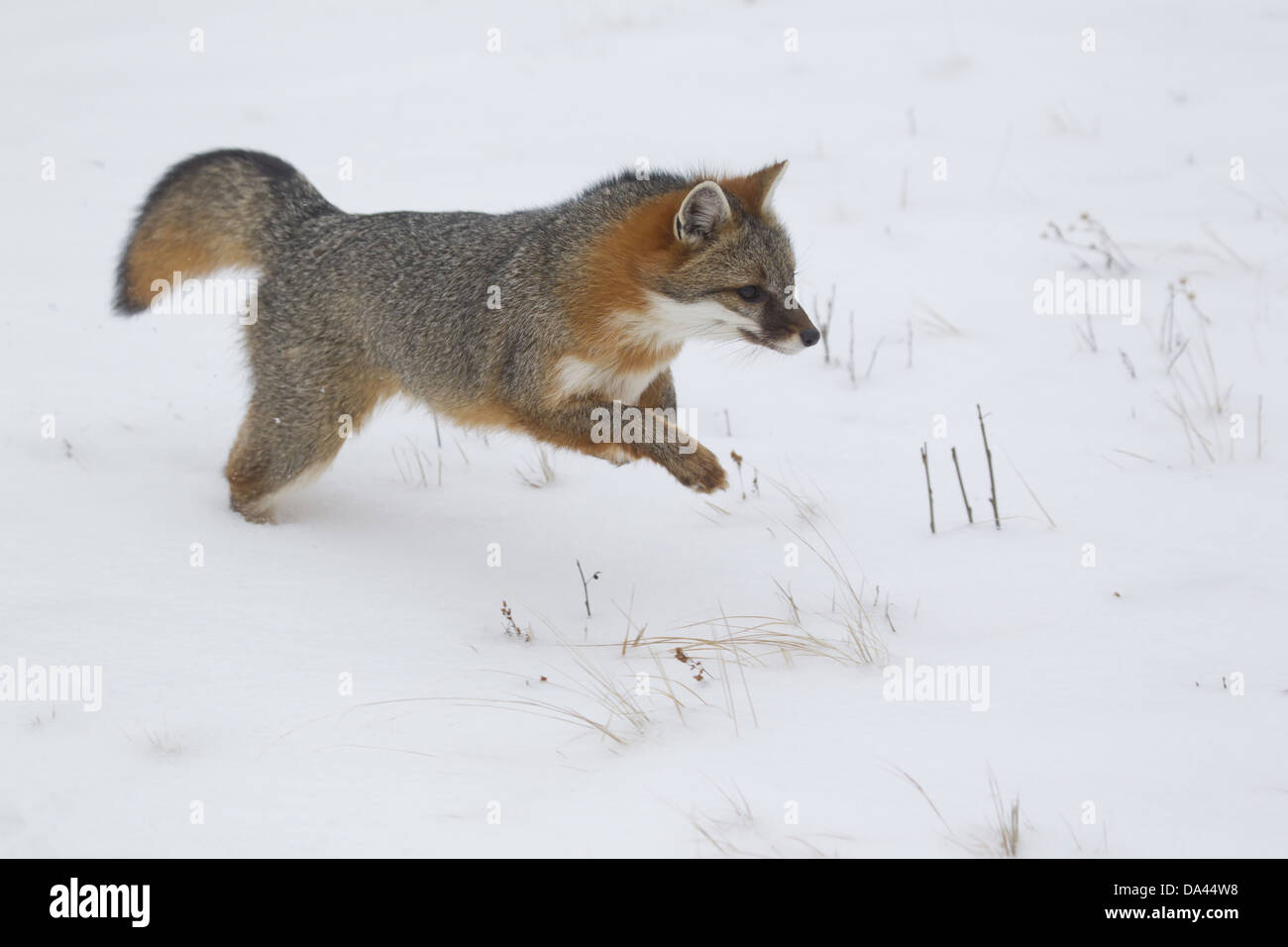 Fox leaping snow -Fotos und -Bildmaterial in hoher Auflösung – Alamy