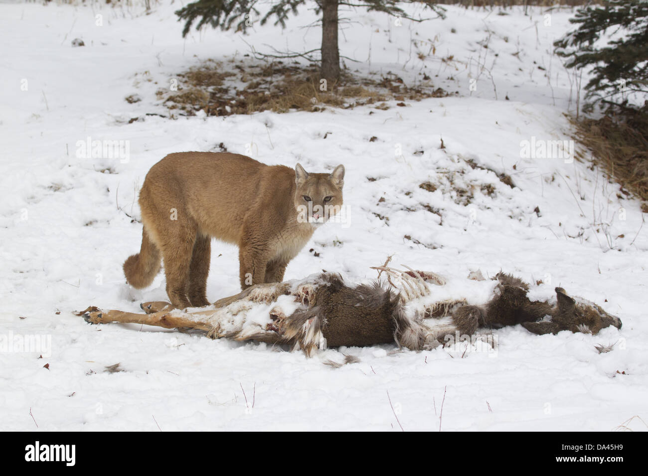 PUMA (Puma Concolor) Erwachsenen stand neben weiß - angebundene Rotwild ...