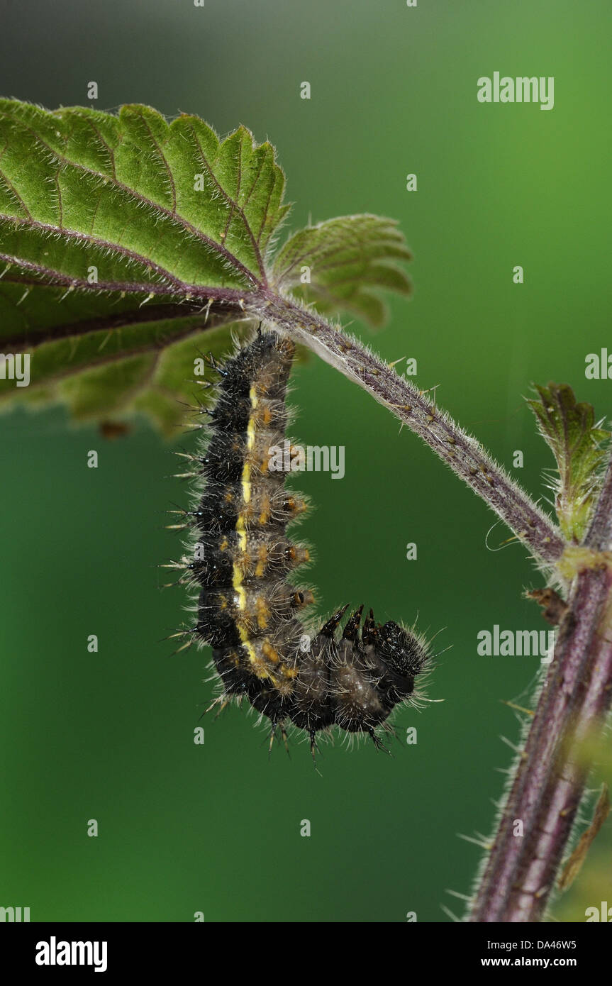 Raupe, die sich vorbereitet zu verpuppen -Fotos und -Bildmaterial in ...