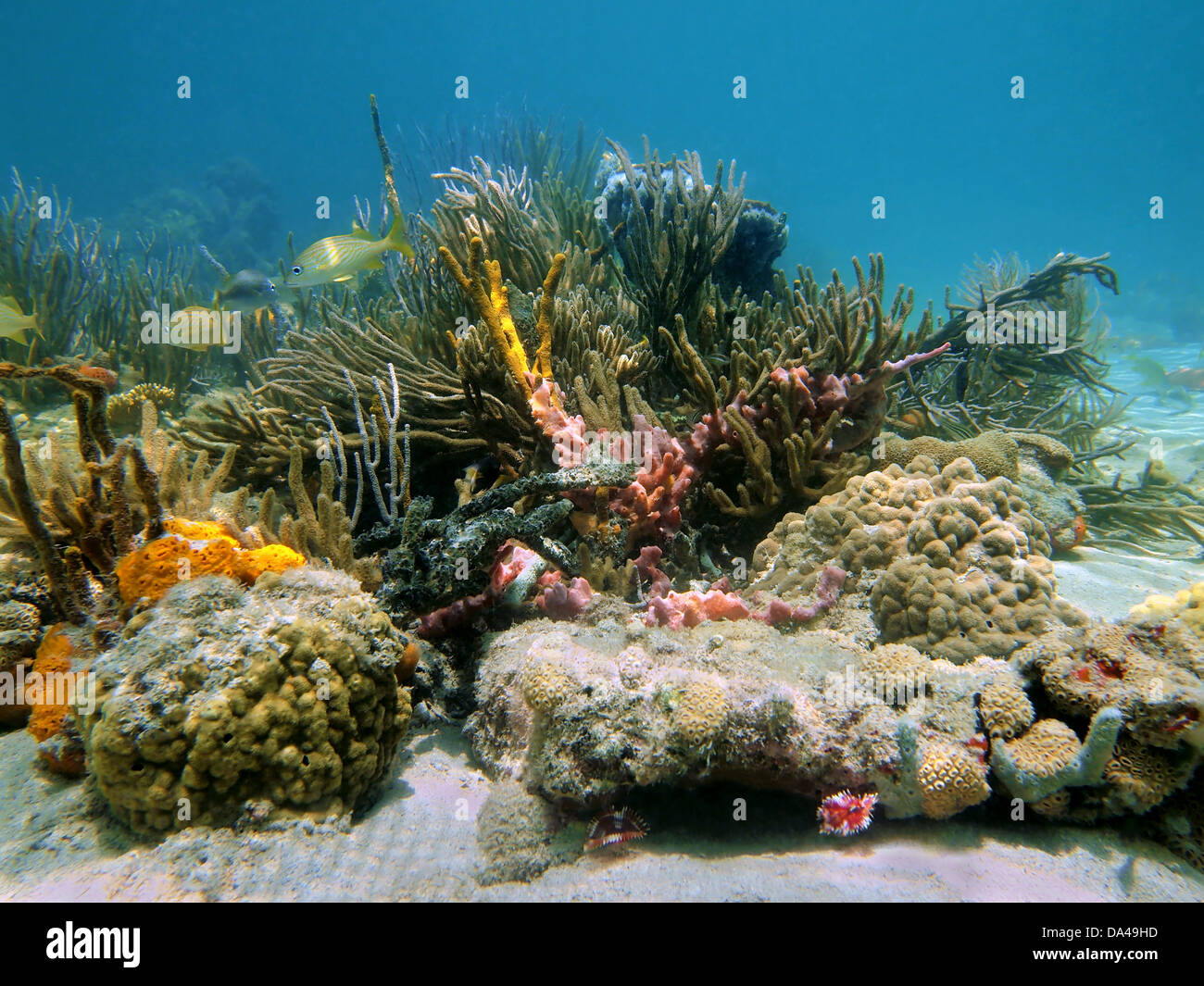 Unterwasser Riff mit schönen Farben des Meeresschwämme und Korallen ...