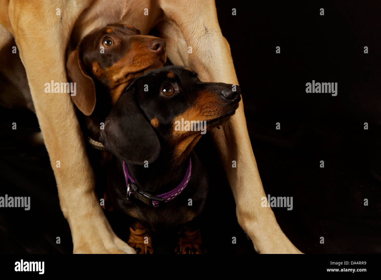 Kitz dogge -Fotos und -Bildmaterial in hoher Auflösung – Alamy