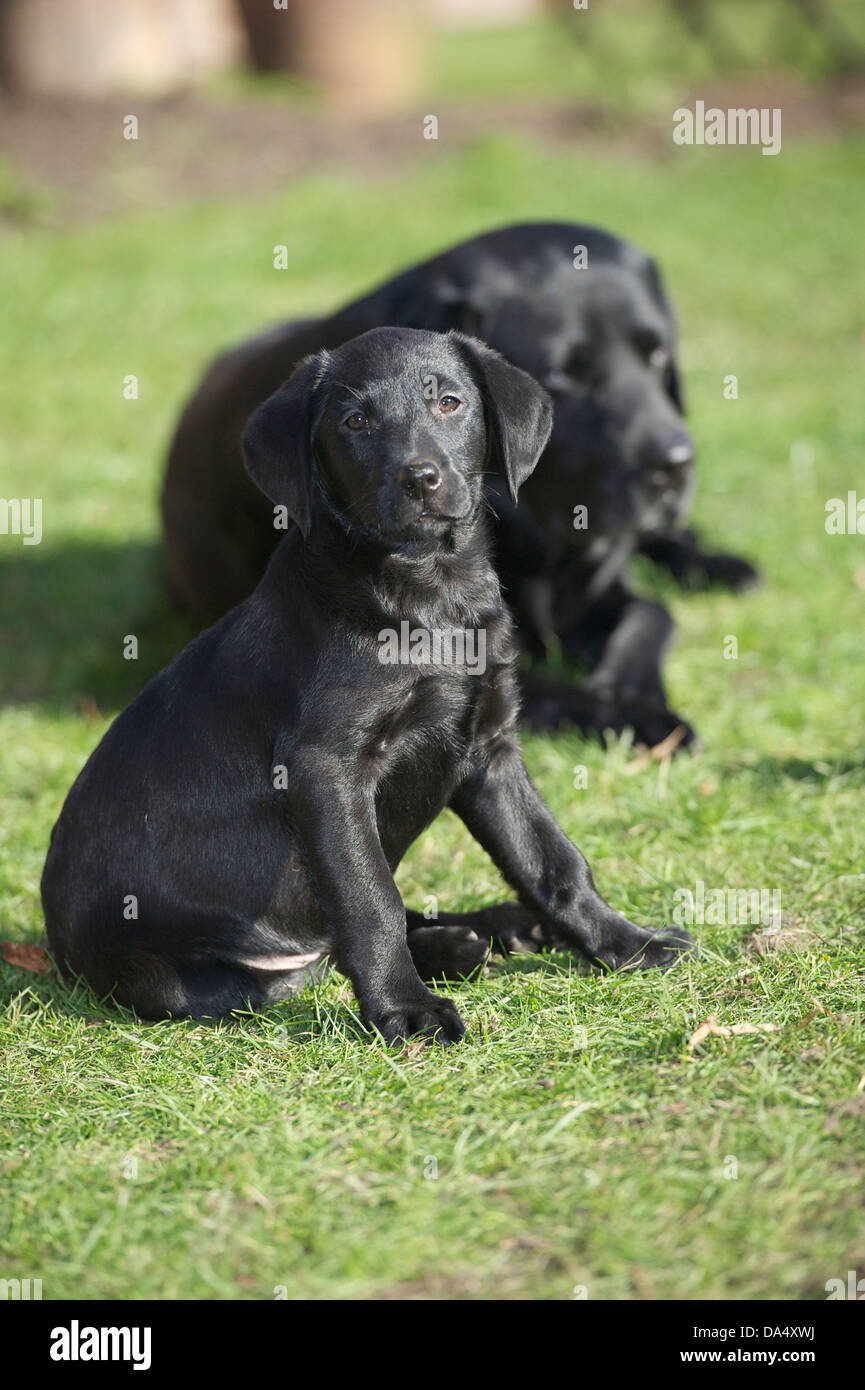 Schwarzer Labrador Hund trifft Labrador-Welpe Stockfotografie - Alamy