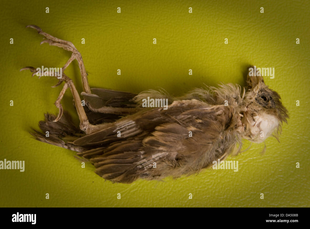 Toter spatz -Fotos und -Bildmaterial in hoher Auflösung – Alamy