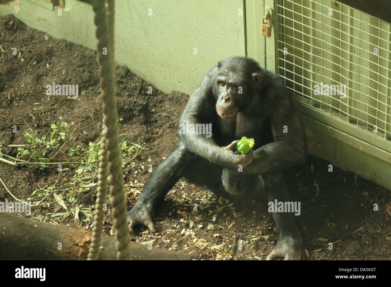 Baby chimp eating -Fotos und -Bildmaterial in hoher Auflösung – Alamy