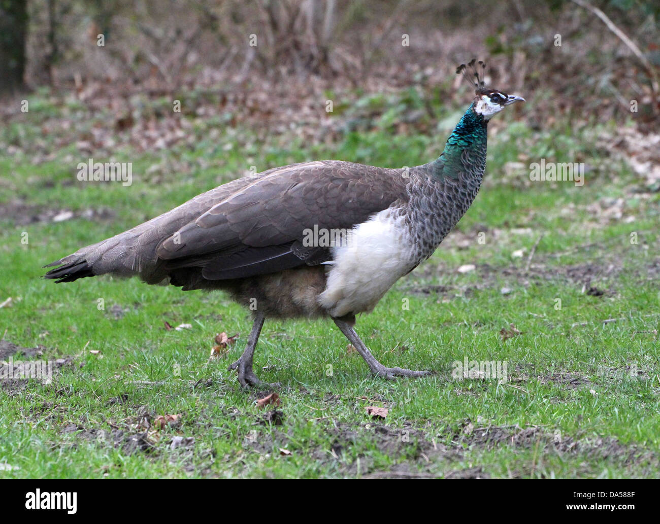 Weiblichen europäischen blauen Pfau oder indischen Pfauen (Pavo ...