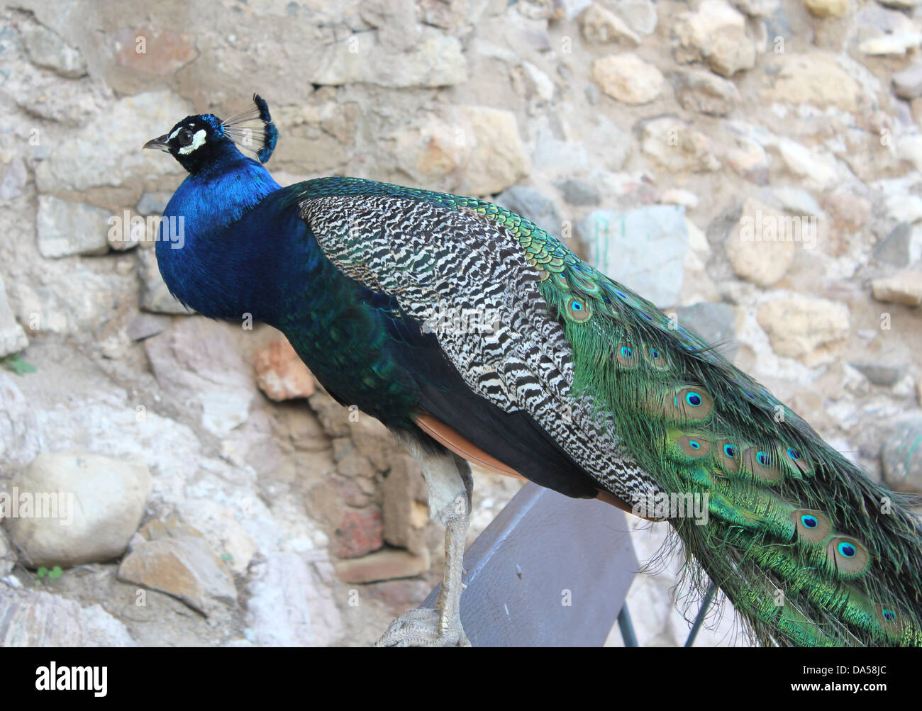 Indischer pfau pavo echt -Fotos und -Bildmaterial in hoher Auflösung ...