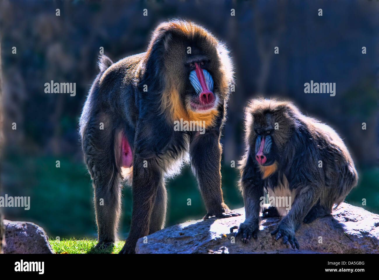 Mandrill affe -Fotos und -Bildmaterial in hoher Auflösung – Alamy