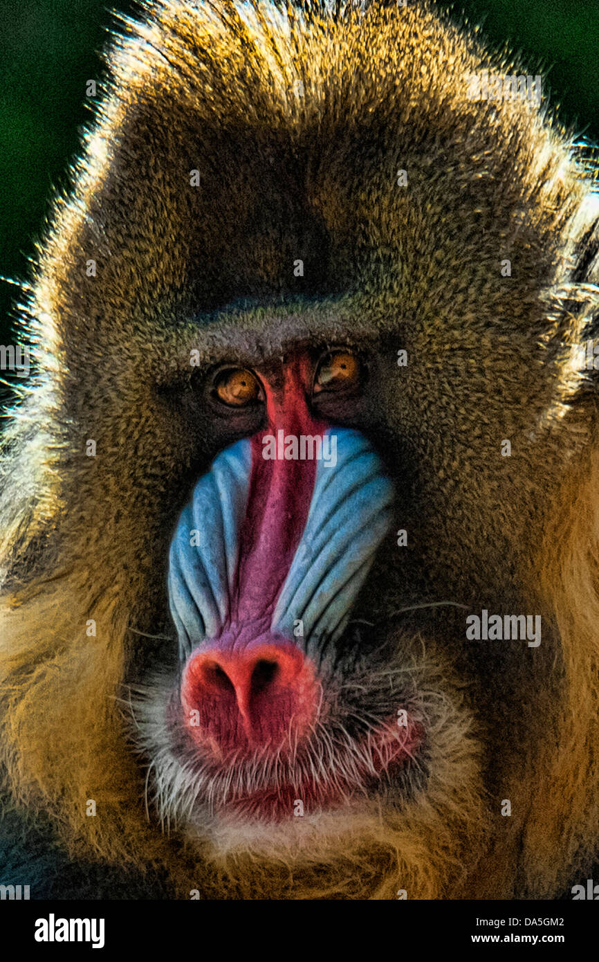 Mandrill Affe Stockfotos und -bilder Kaufen - Alamy