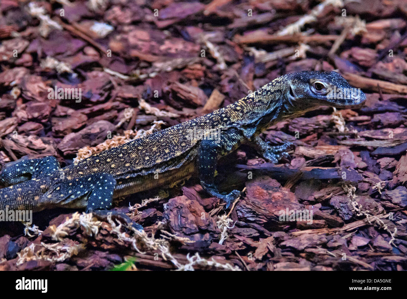 Komodo drache oder varanus komodoensis -Fotos und -Bildmaterial in ...