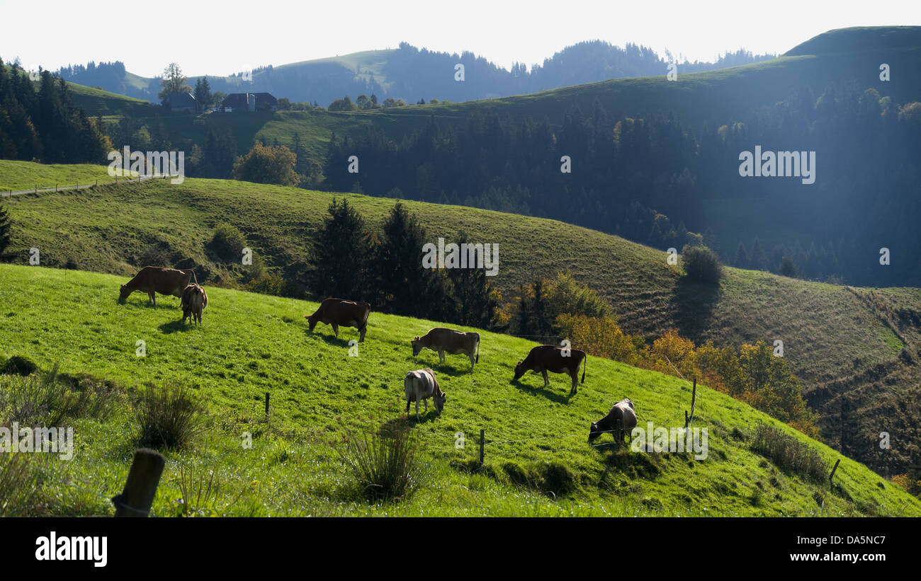 Emmental Hill Scenery Bern Bern Stockfotos und -bilder Kaufen - Alamy