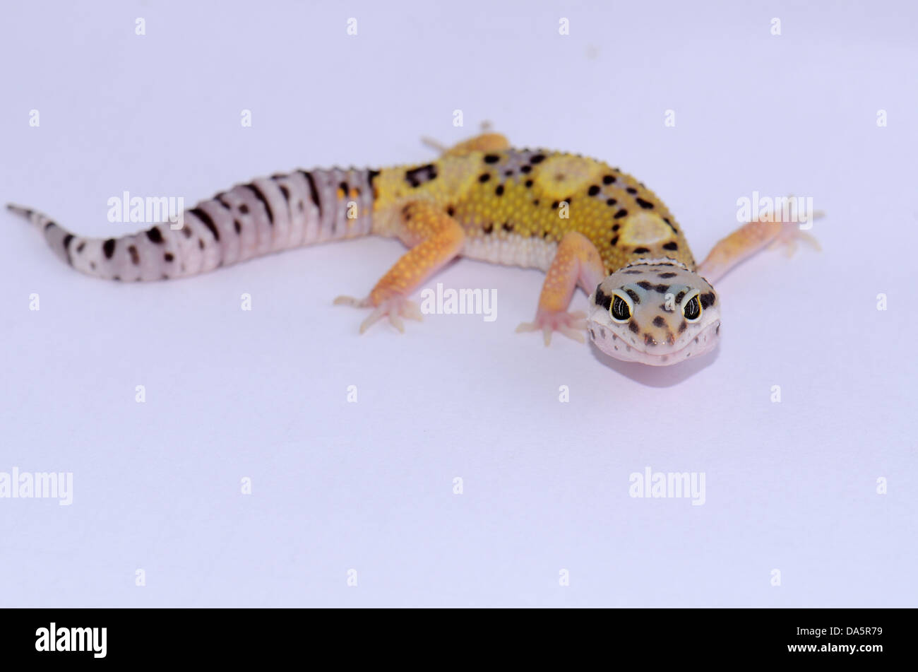 Leopard gecko eye -Fotos und -Bildmaterial in hoher Auflösung – Alamy