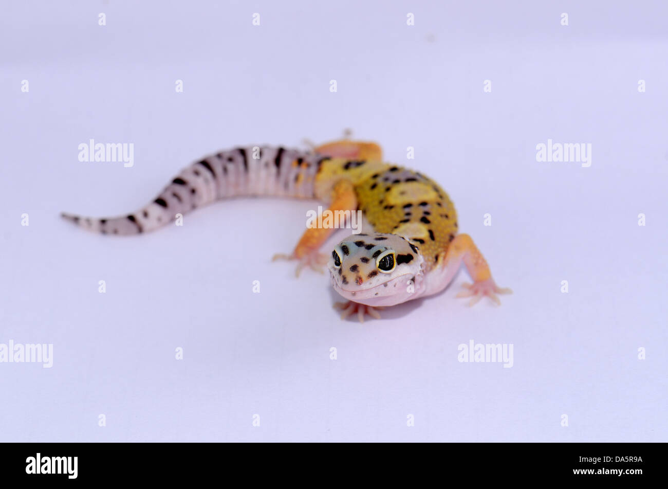 Leopard gecko eublepharis macularius -Fotos und -Bildmaterial in hoher ...