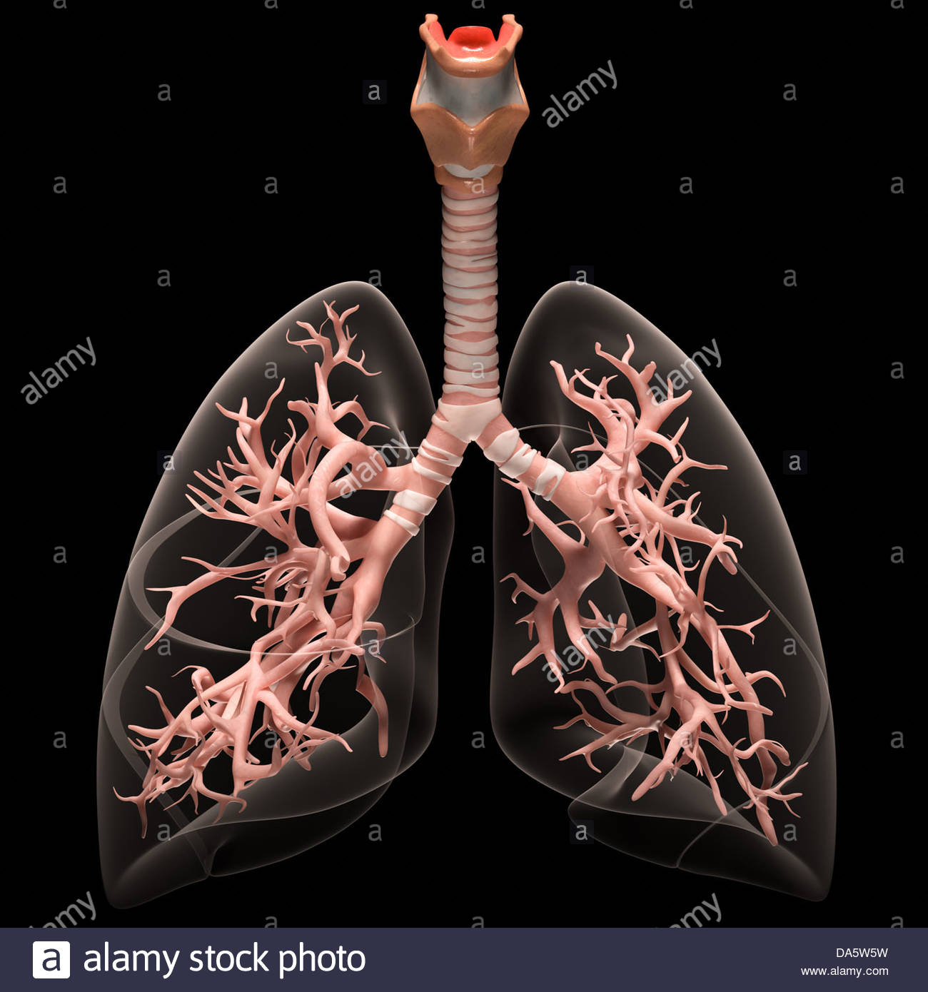 Menschliche Anatomie Der Lunge Stockfotos und -bilder Kaufen - Alamy