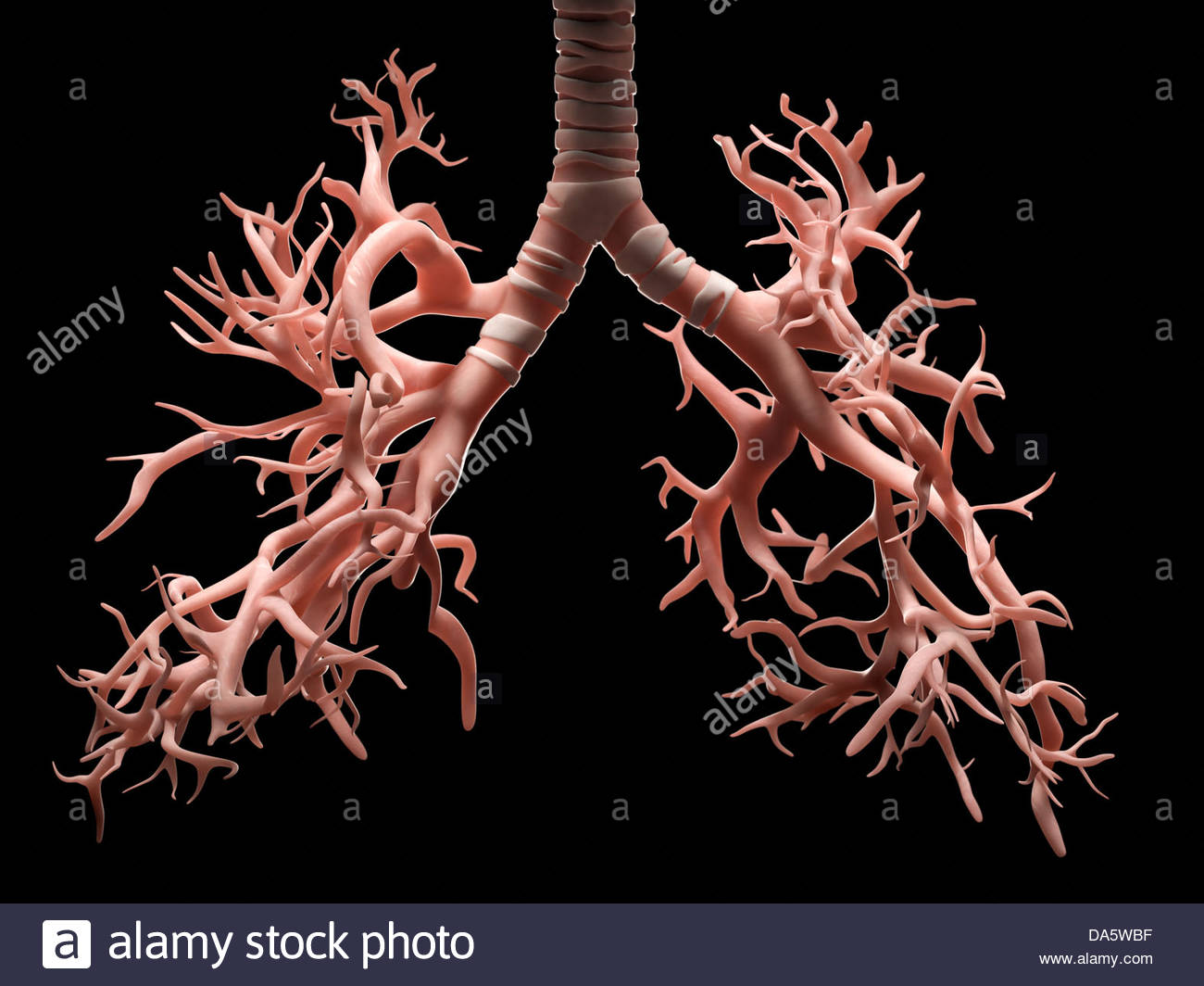 Illustration Of The Respiratory System Stockfotos und -bilder Kaufen ...