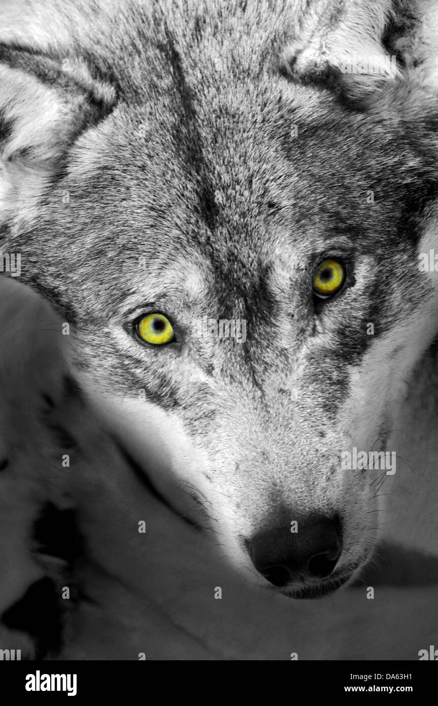Wolf stare -Fotos und -Bildmaterial in hoher Auflösung – Alamy