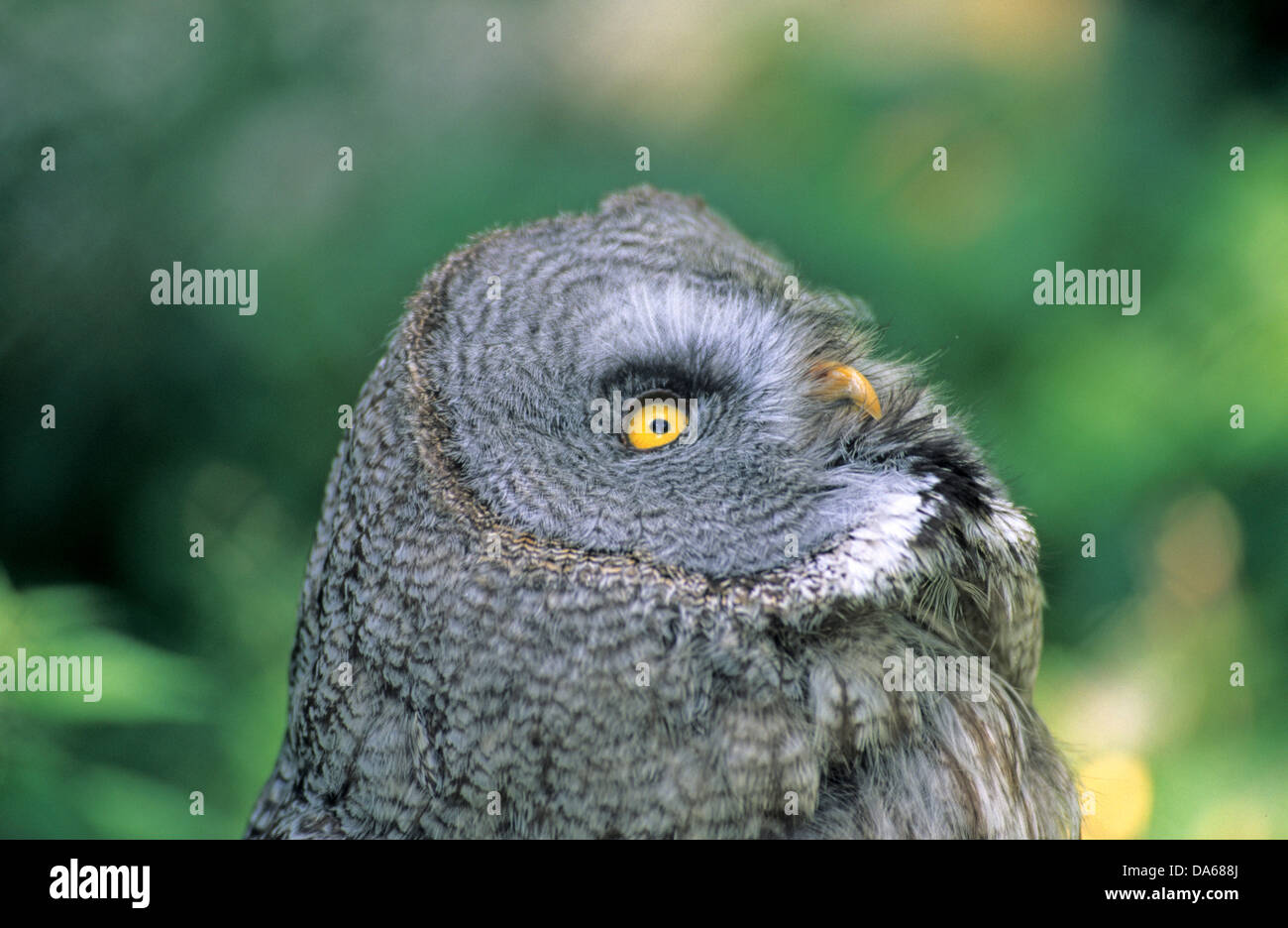 Großen grau-Eule, Strix Nebulosa, leptogrammica, Eule, Raptor ...