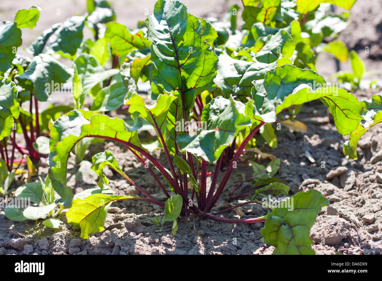 Rote beete im boden -Fotos und -Bildmaterial in hoher Auflösung – Alamy