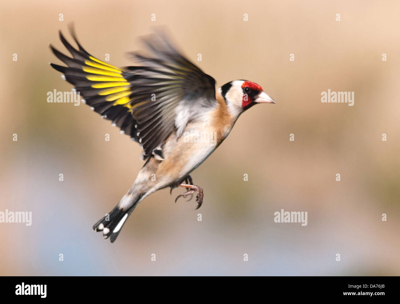Europäische Stieglitz im Flug Stockfotografie - Alamy
