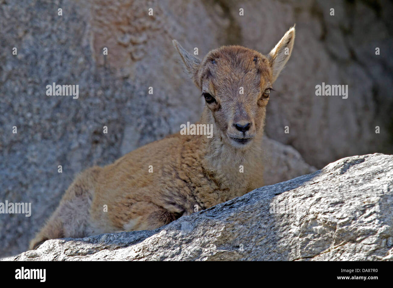 Baby Ibex Stockfotos & Baby Ibex Bilder - Alamy
