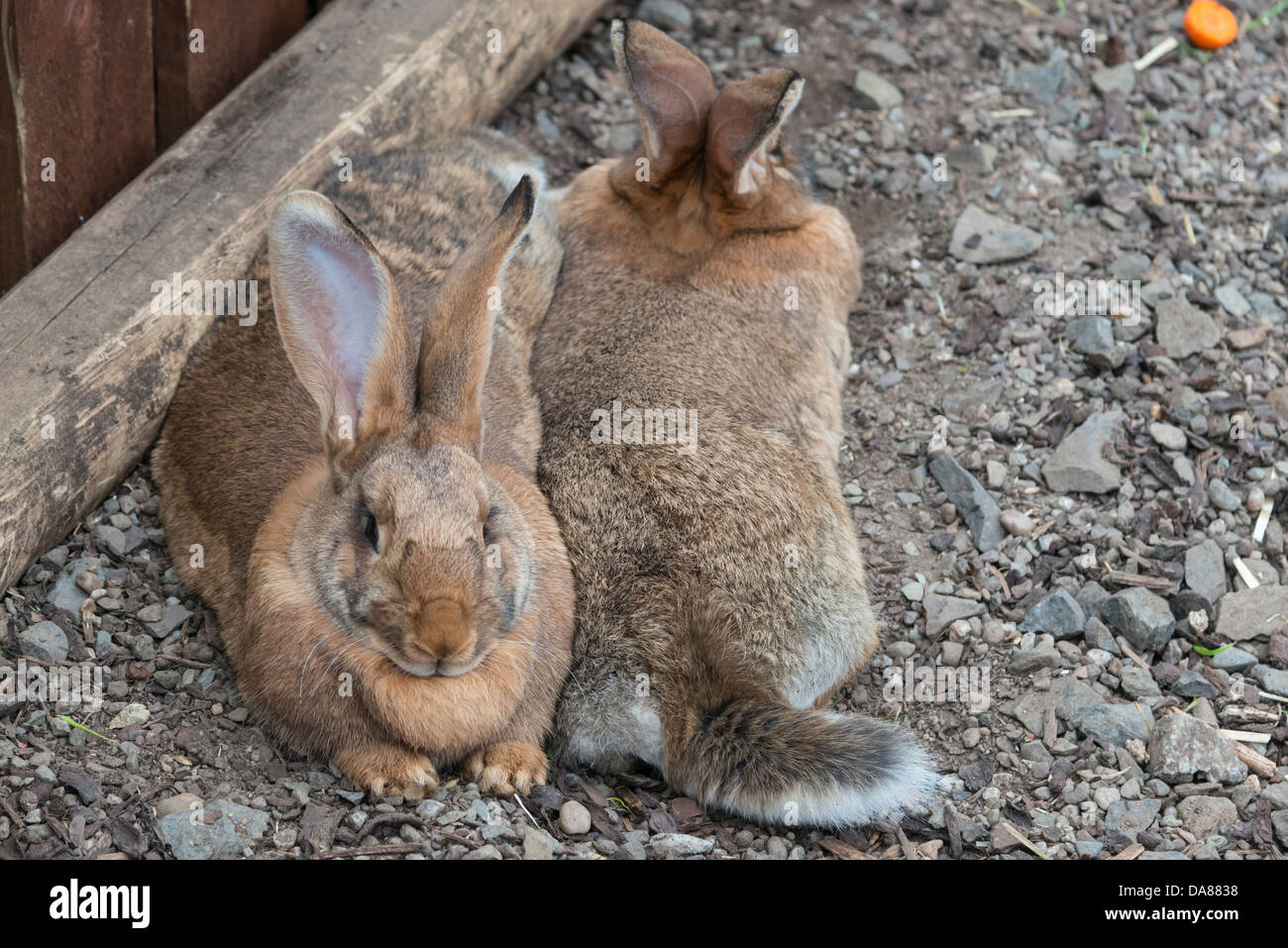 Kontinentale riesenkaninchen -Fotos und -Bildmaterial in hoher Auflösung – Alamy