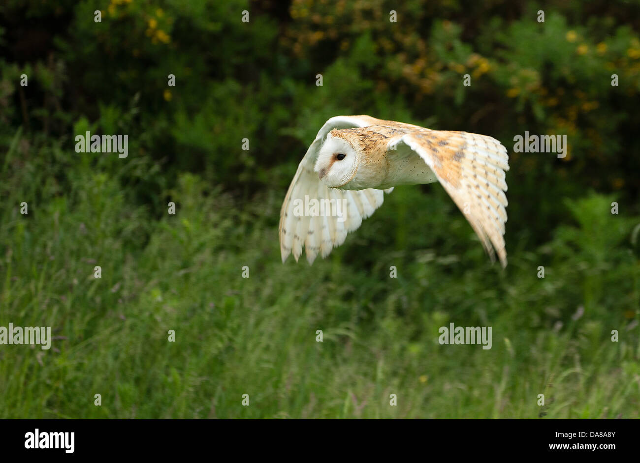 Schleiereule fliegt (Tylo Alba Stockfotografie - Alamy