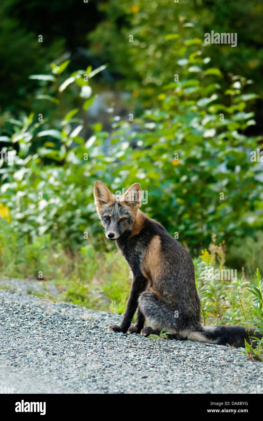 Kreuz fuchs rotfuchs -Fotos und -Bildmaterial in hoher Auflösung – Alamy