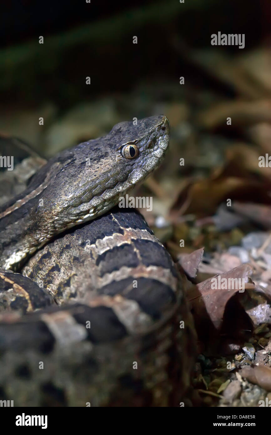 Pit viper bothrops asper -Fotos und -Bildmaterial in hoher Auflösung ...