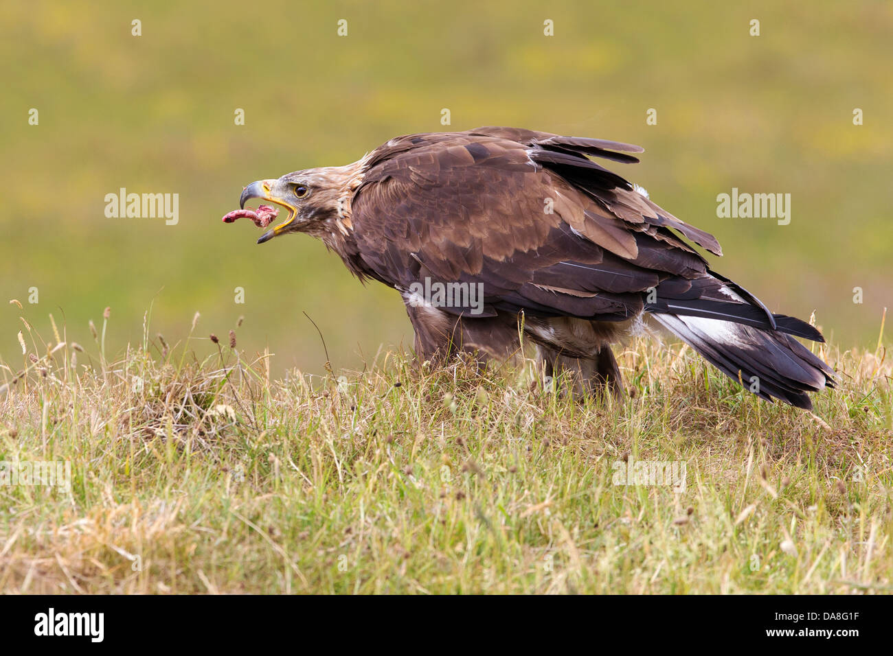 Schnabel des goldenen adlers Stockfotos und -bilder Kaufen - Alamy