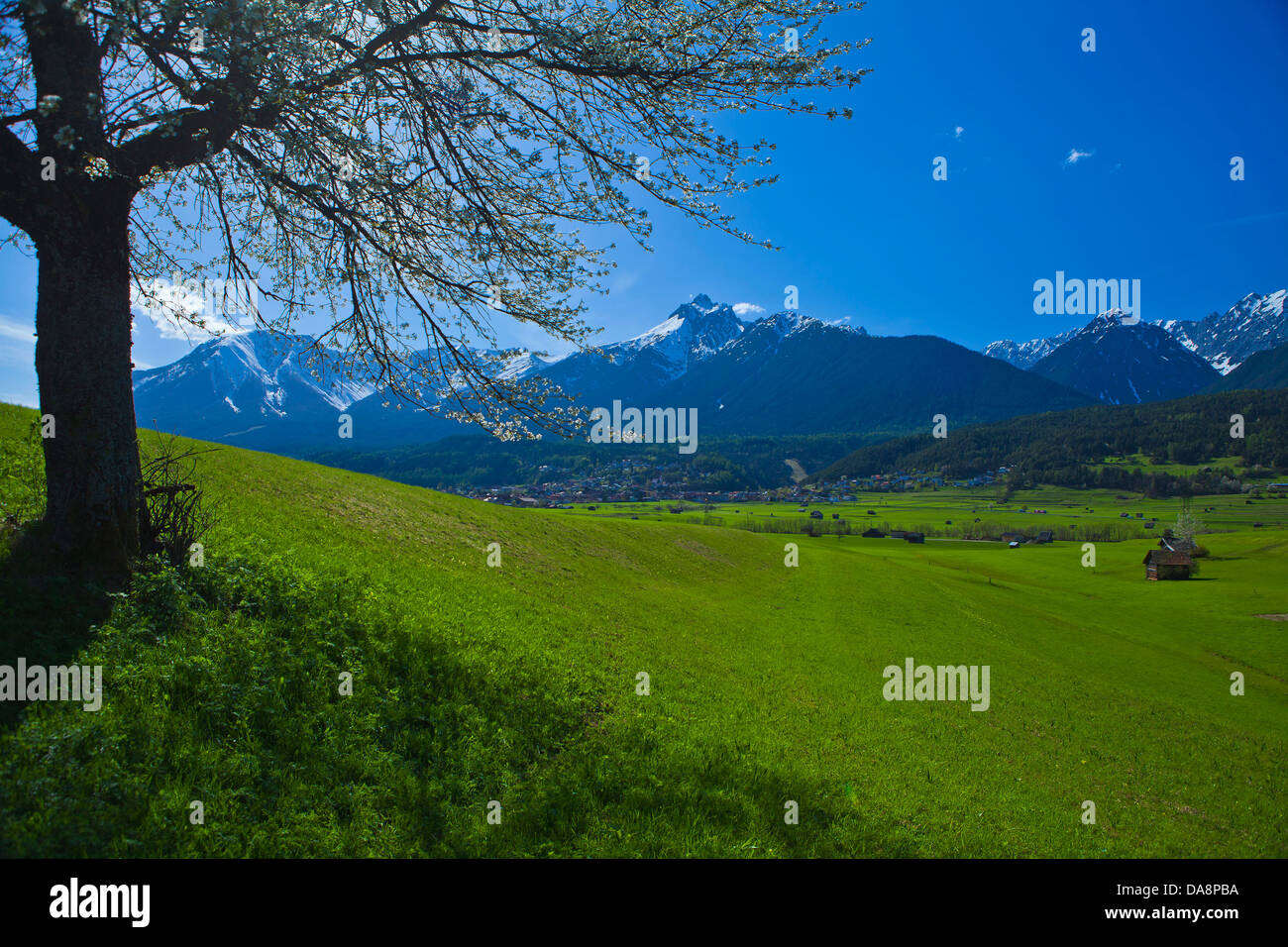 Österreich, Europa, Tirol, Gurgltal, Tarrenz, Frühling, Baum, Blume ...