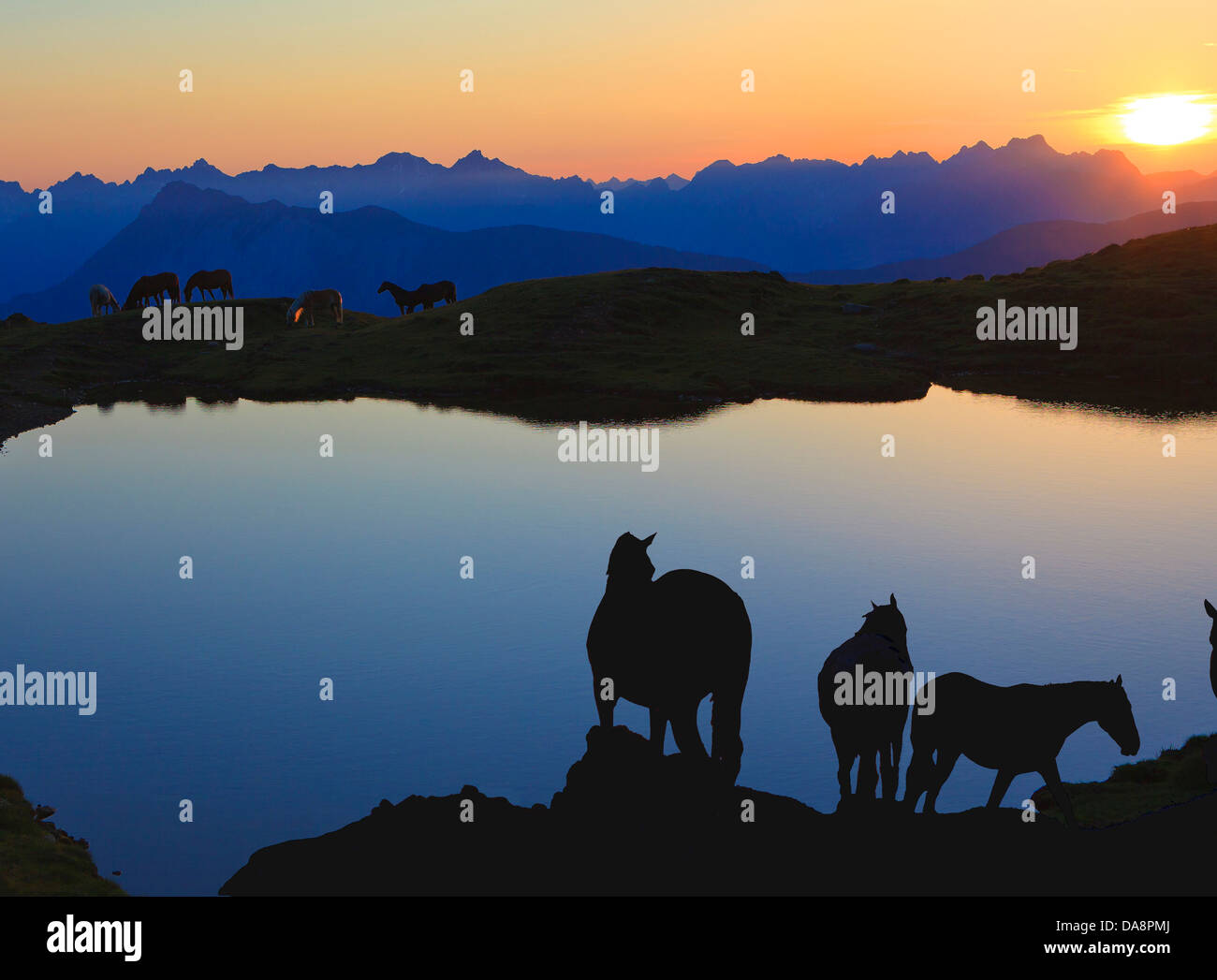 Alp pferde -Fotos und -Bildmaterial in hoher Auflösung – Alamy