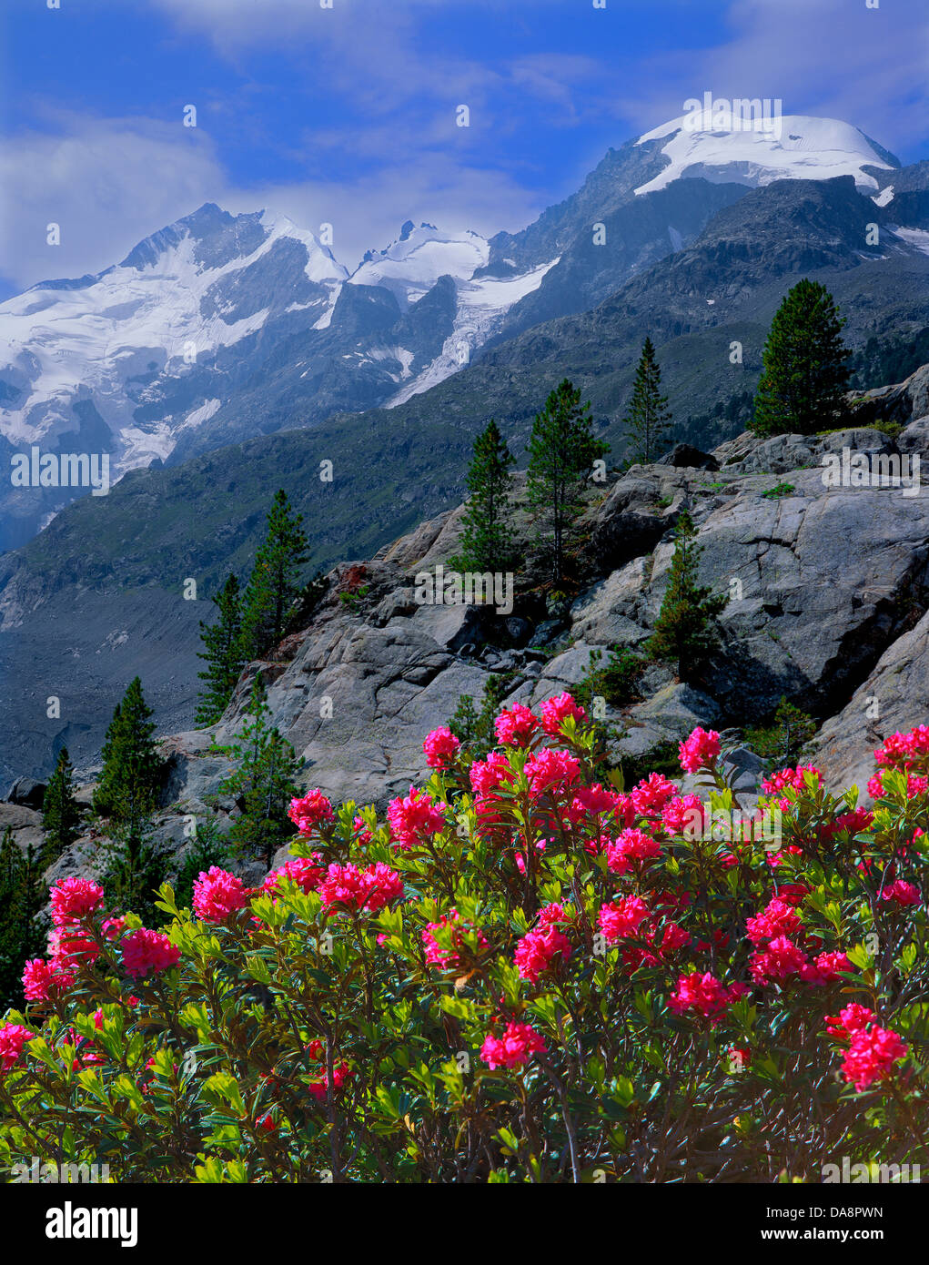 Engadin blumen -Fotos und -Bildmaterial in hoher Auflösung – Alamy