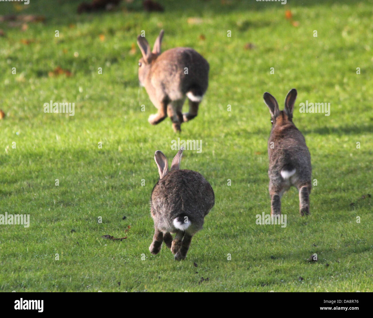 Drei Wildkaninchen (Oryctolagus Cuniculus) springen und jagen einander ...