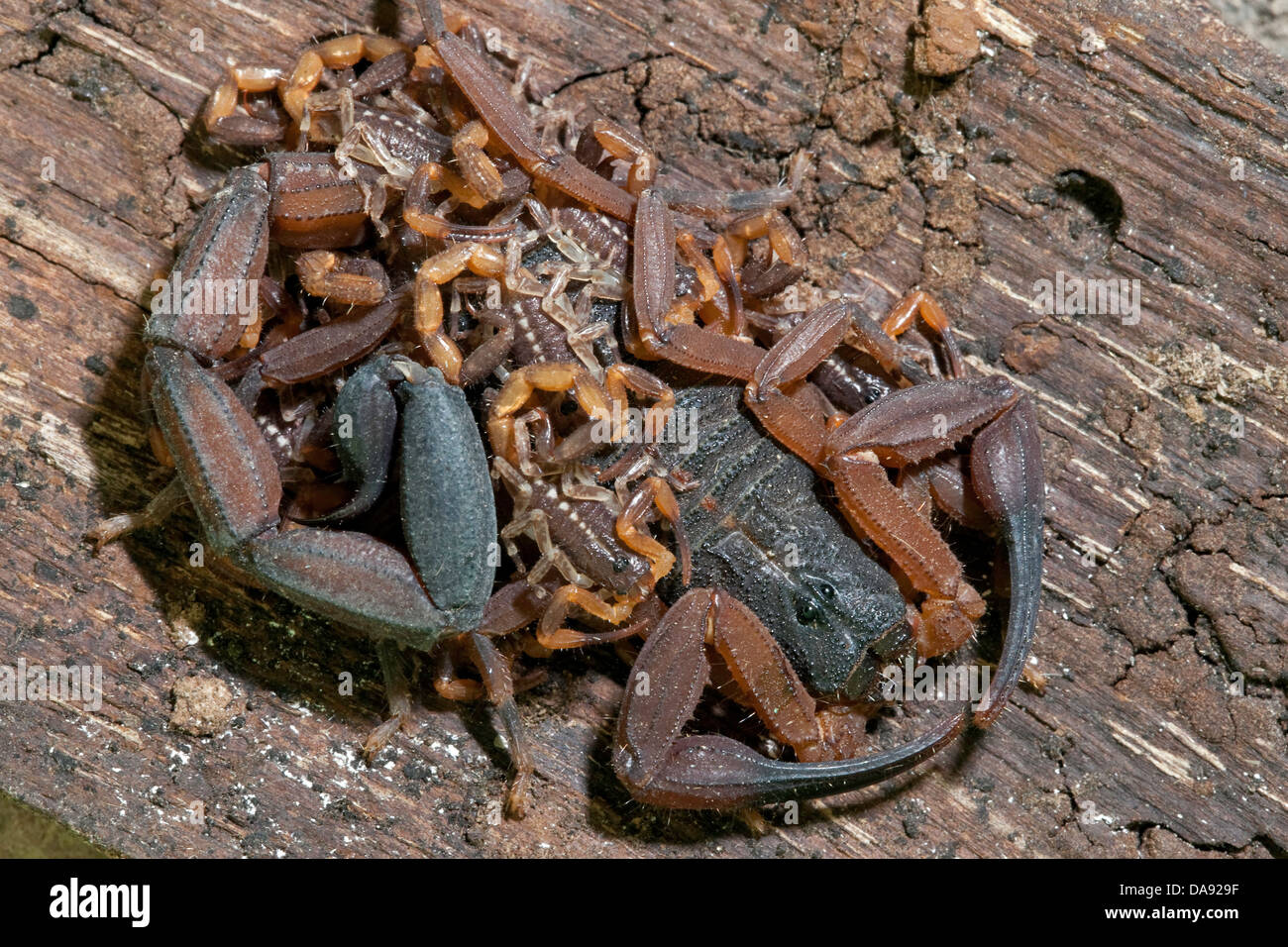 Bark Scorpion (Centruroides Limbatus), Costa Rica Stockfotografie - Alamy