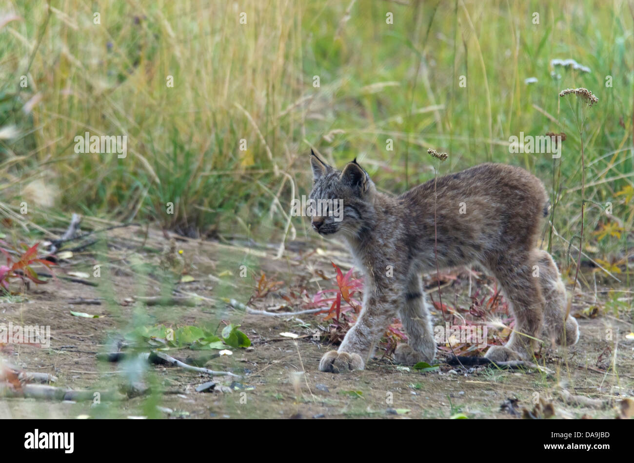 Baby, Kanada Luchs, Lynx Canadensis, Yukon, Kanada, Luchs, Katze, Tier ...