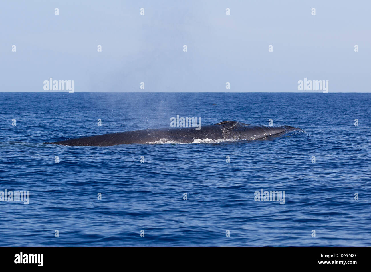 Sei Wal, Balaenoptera Borealis, Seiwal, auftauchen, Kopf mit Blowhole ...