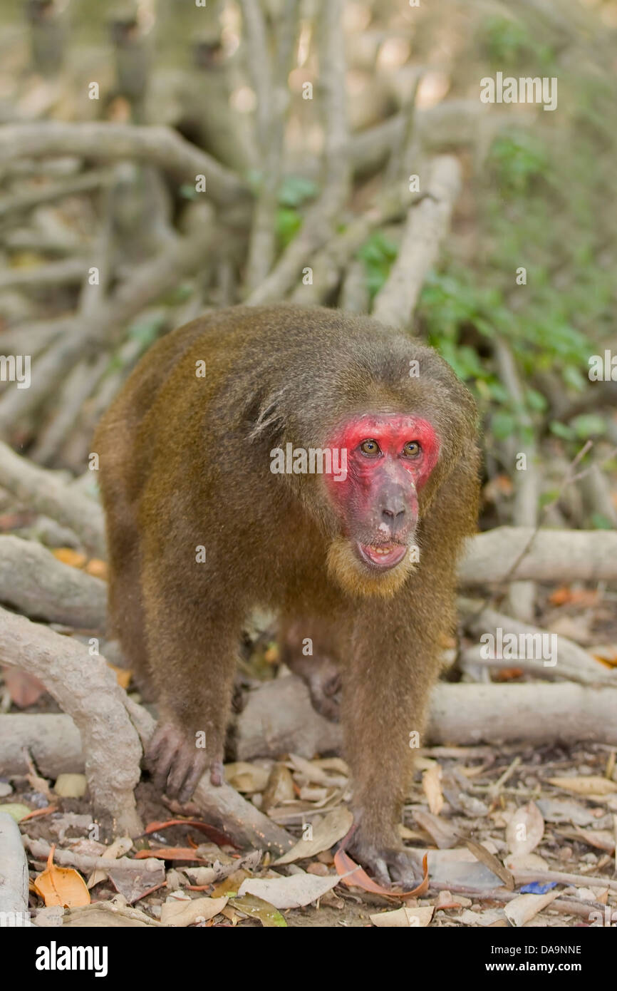 Affe, asiatische, Asien, außen, jung, Nationalpark, Primaten, Rhesus ...