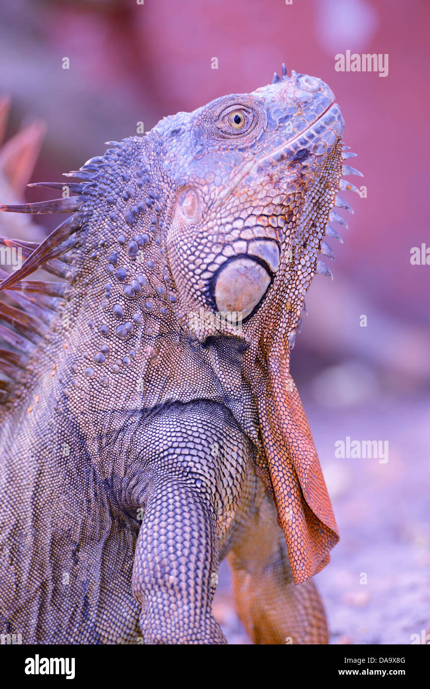 Amerika leguan -Fotos und -Bildmaterial in hoher Auflösung – Alamy