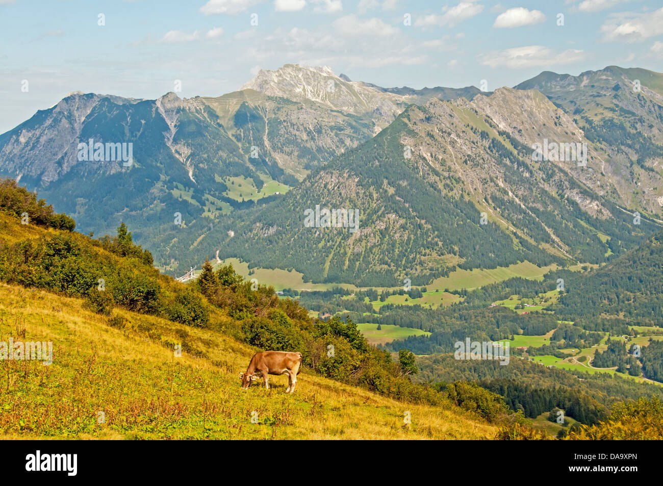 Allgau cow -Fotos und -Bildmaterial in hoher Auflösung – Alamy