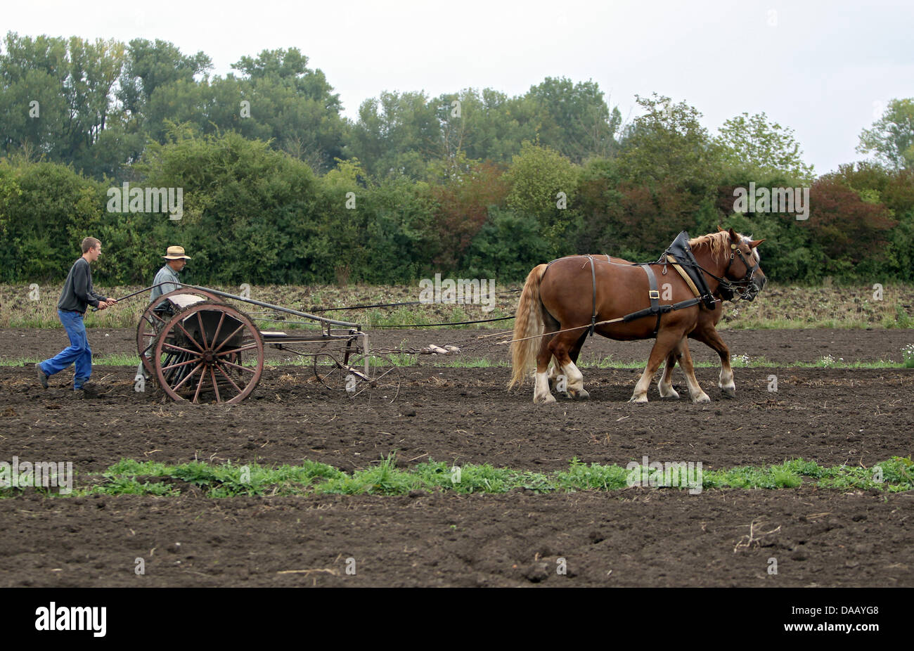 Bauern säen Roggen mit einem Aussaat Pflug ab 1940 in einem Feld in das ...