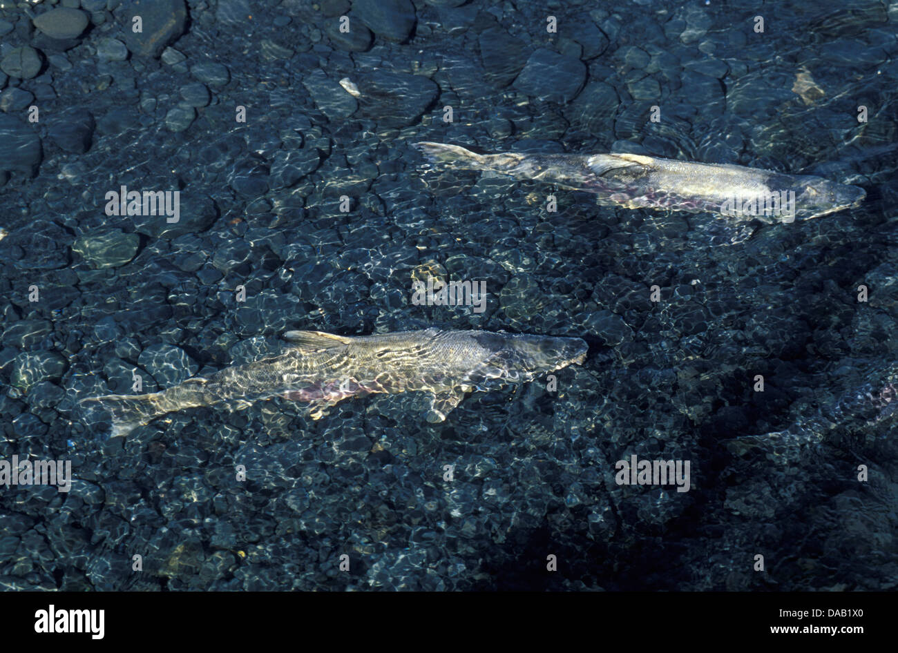 Laich, rot Lachs, Hund Lachs, Williwaw Creek, Alaska, USA, Fisch, Lachs ...