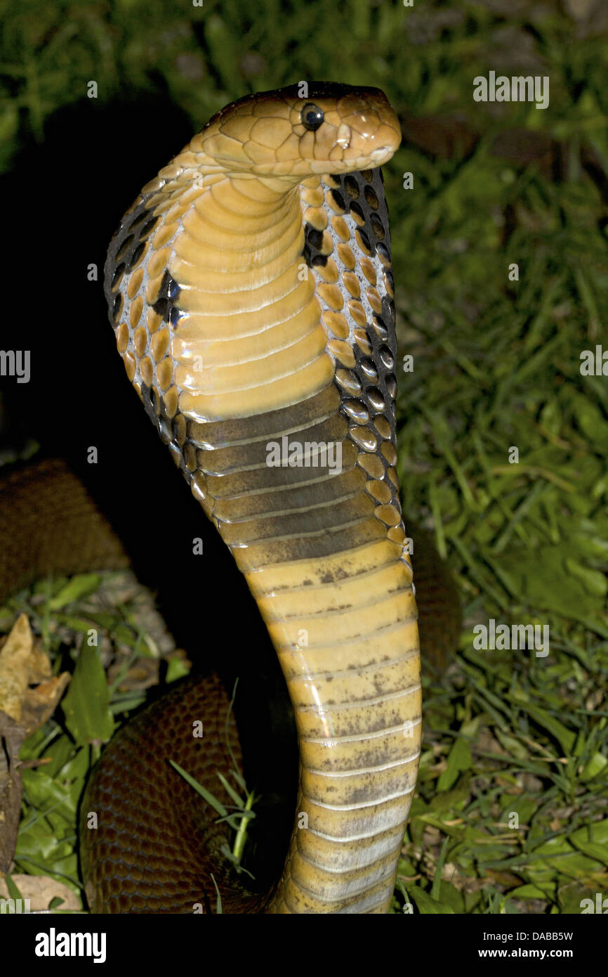 Gemeinsame cobra indian cobras -Fotos und -Bildmaterial in hoher ...