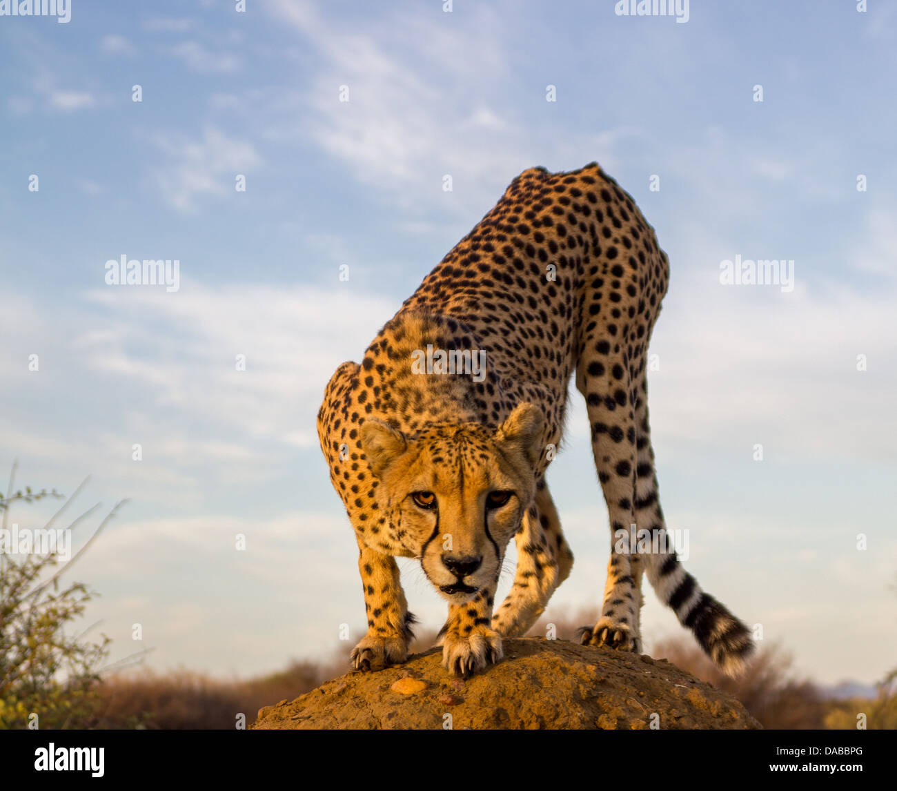Gepard gepard -Fotos und -Bildmaterial in hoher Auflösung - Seite 2 - Alamy