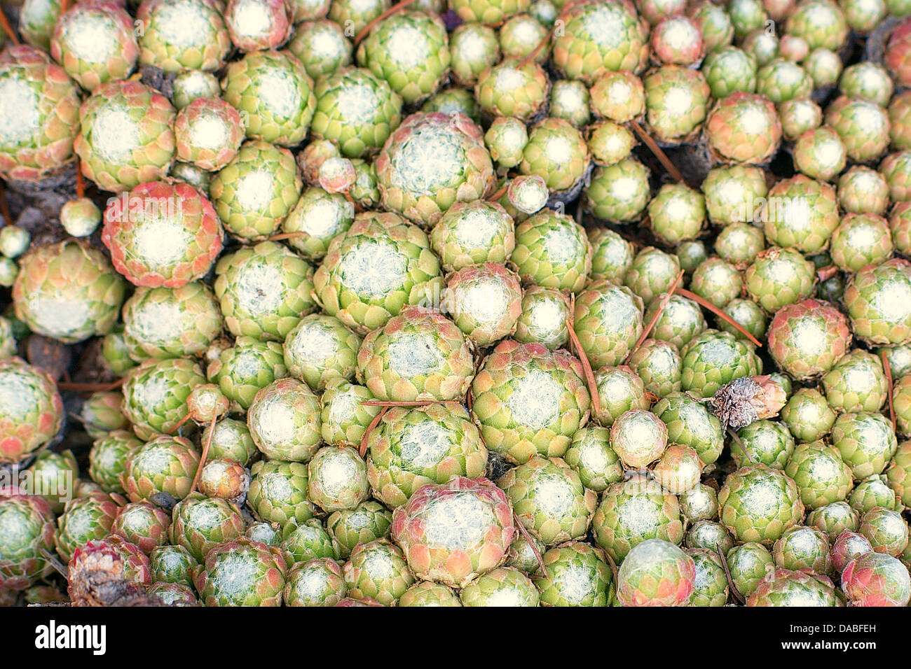 Kleiner kaktus -Fotos und -Bildmaterial in hoher Auflösung – Alamy