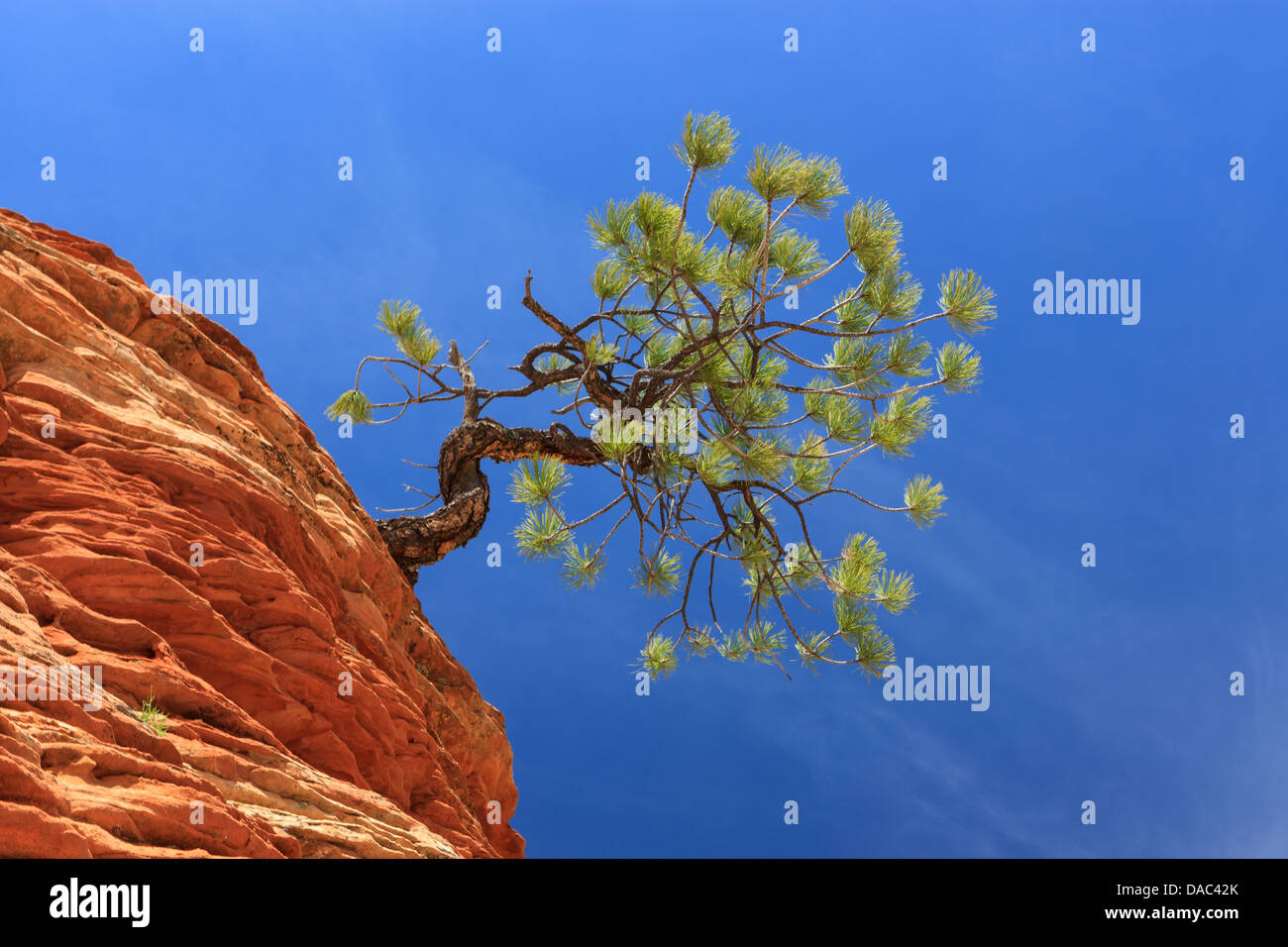 Pinyon pinus pinus edulis -Fotos und -Bildmaterial in hoher Auflösung ...