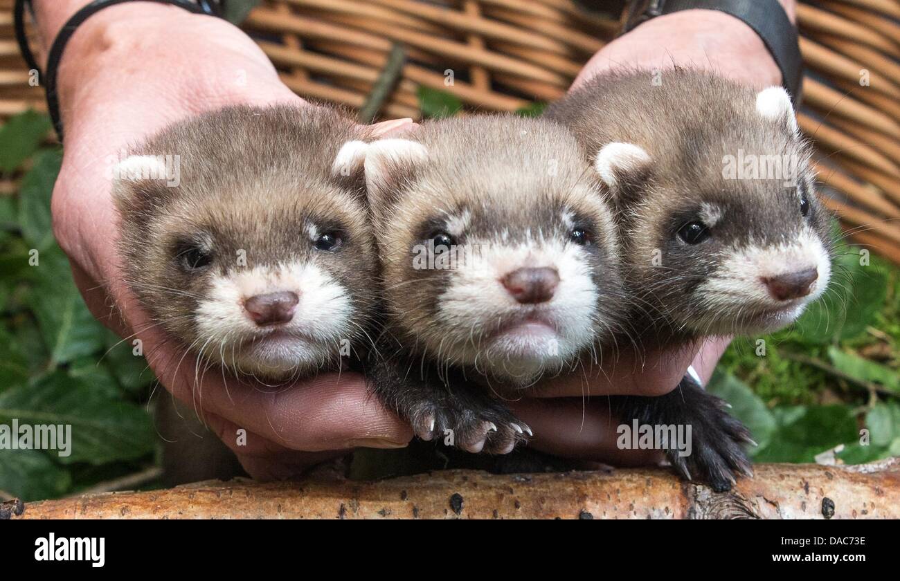 Ein Tierpfleger präsentiert drei der zwölf Frettchen Babys im Zoo von ...