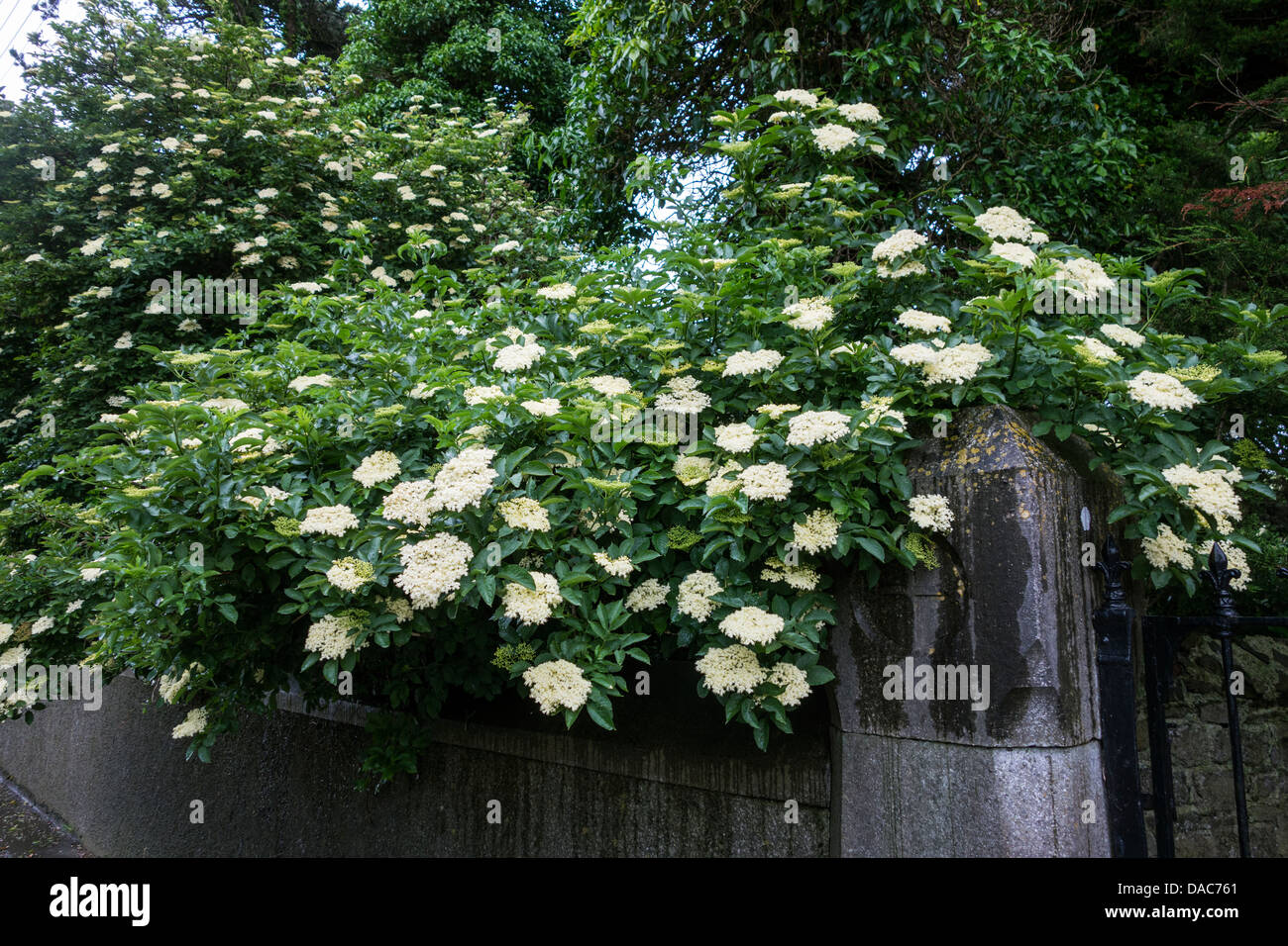 Holunder strauch -Fotos und -Bildmaterial in hoher Auflösung – Alamy