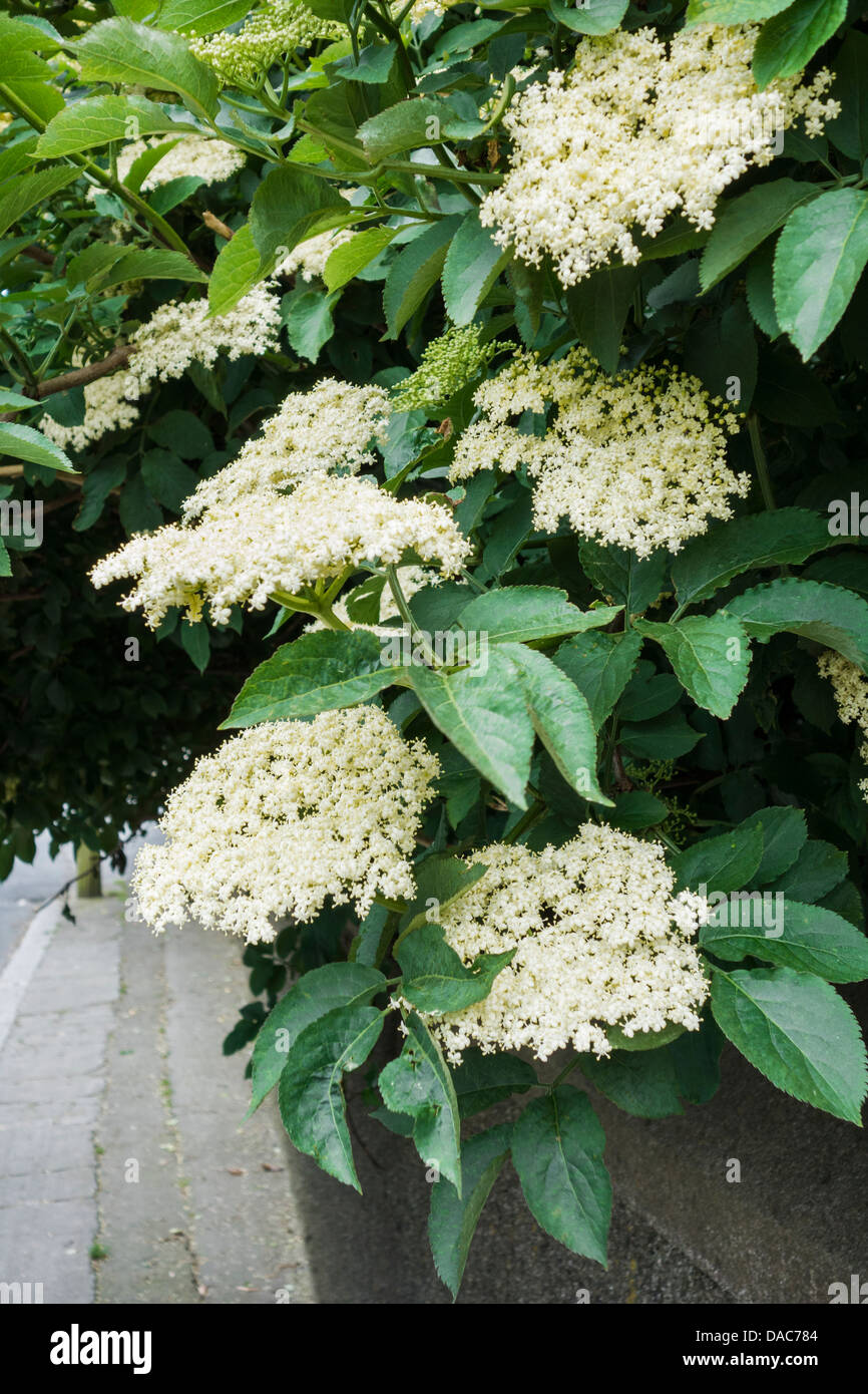 Holunder strauch -Fotos und -Bildmaterial in hoher Auflösung – Alamy