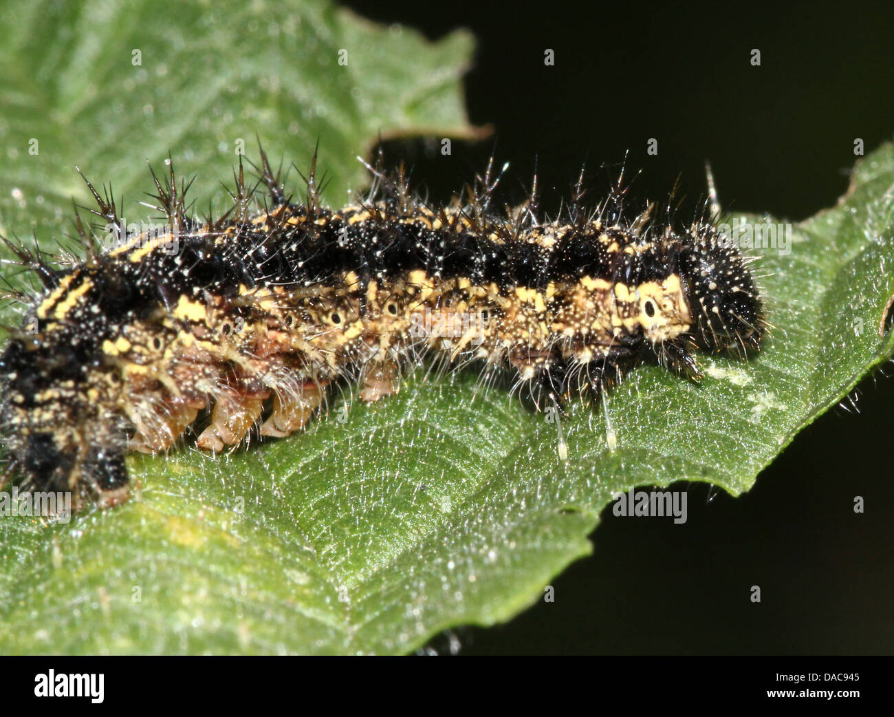 Detaillierte Makro Nahaufnahme von der Raupe, der Schmetterling kleiner ...